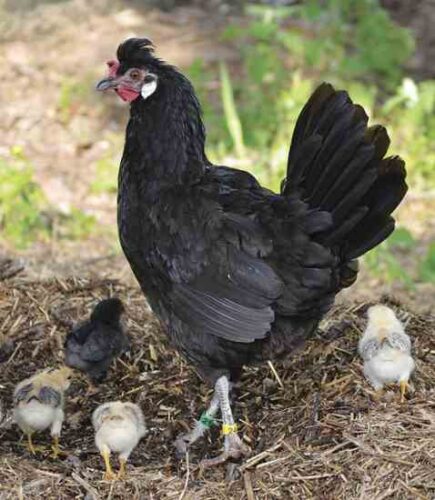 The Icelandic Chicken: A Heritage Chicken Breed for Modern Homesteads ...